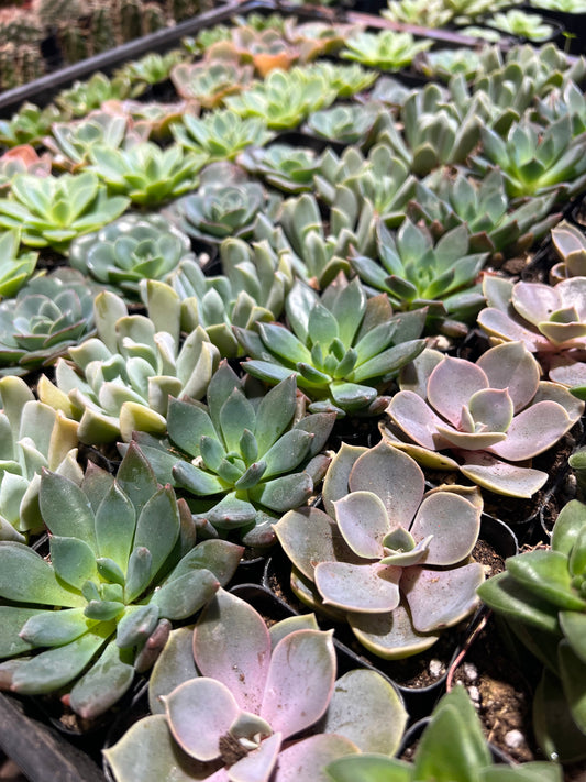 Mystery Plants – Humboldt Houseplants