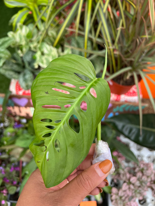 Mystery Plants – Humboldt Houseplants