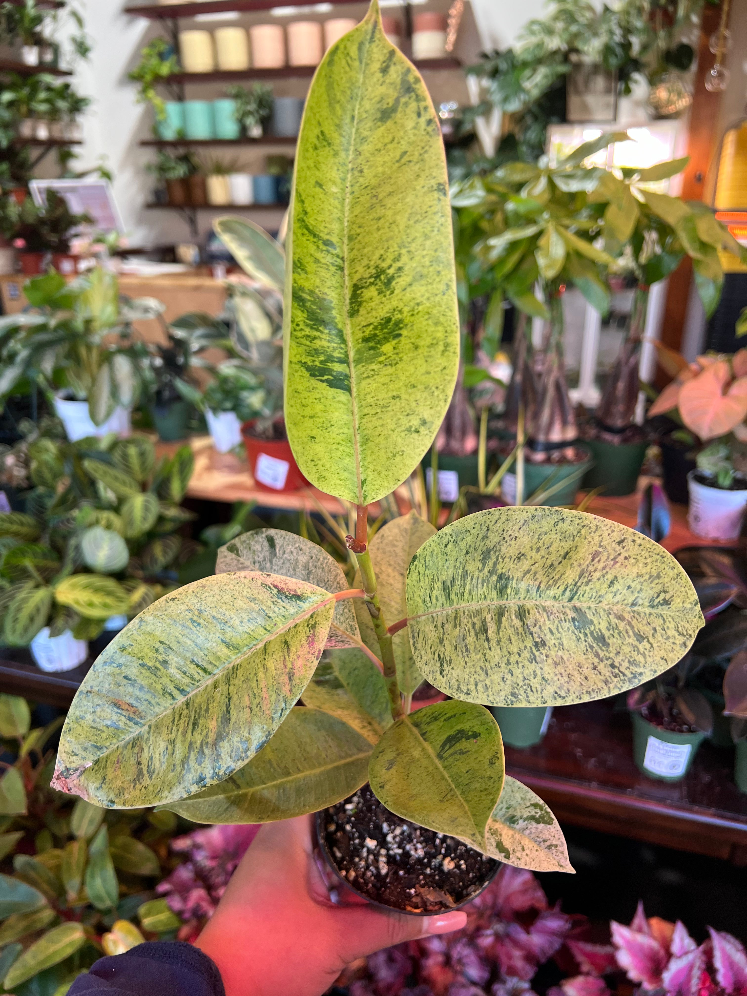 Ficus 'Shivereana' (Moonshine) – Humboldt Houseplants